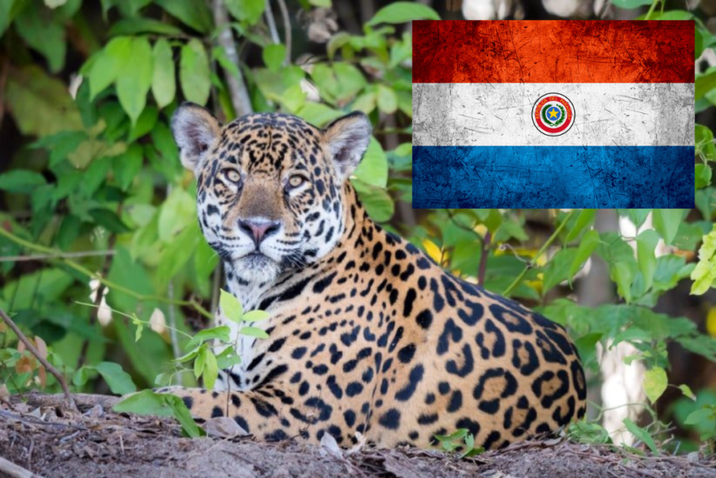 This is the demographics of Paraguay (Demography and Population ...