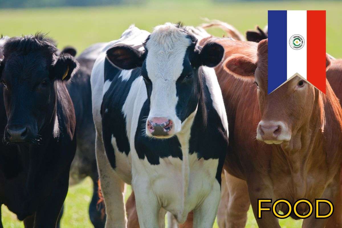 Paraguay como Productor de Alimentos: Un Futuro para Alimentar al Mundo ...